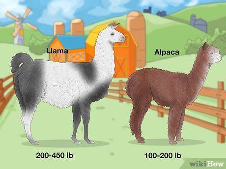 Llama Vs Alpaca Differences More