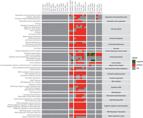 Reactome Pathway Analysis Shows The Greatest Pathway Enrichment After Download Scientific