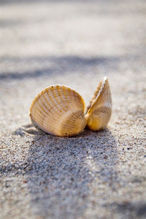 Beach Shell Seashell Free Photo On Pixabay Pixabay