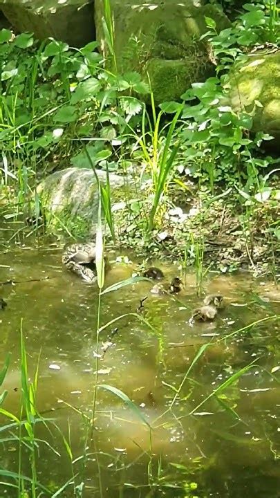 귀여운 오리 Youtube