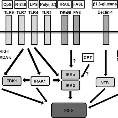 Signal Transduction Pathways That Employ Interferon Regulatory Factor 5 Download Scientific