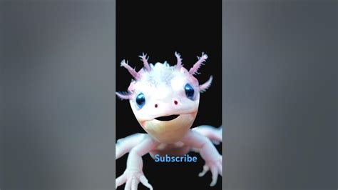 Hit That Sub Button Youtube