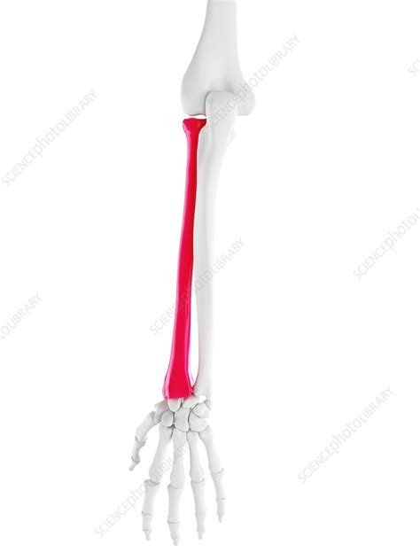 Radius Bone Illustration Stock Image F0295733 Science Photo Library