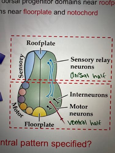 Neuro Exam 2 Flashcards Quizlet