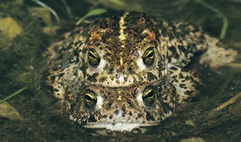 Natterjacks Breeding Pattern Precarious As Its Habitat The Irish Times