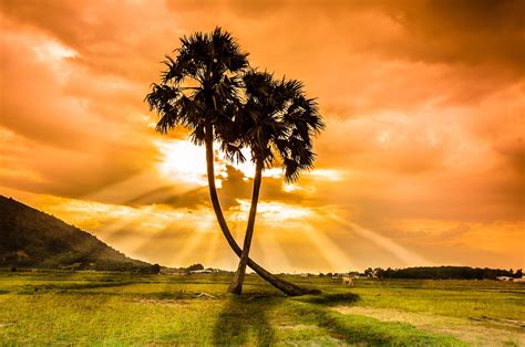 Tree Thot Sunset Beauty Free Photo On Pixabay
