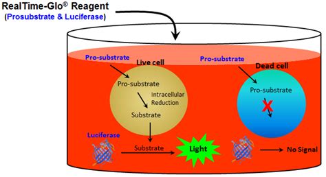 The Real Time Reagent Components Include A Cell Permeable Pro Substrate