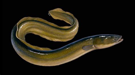 Куда делось Лох несское чудовище