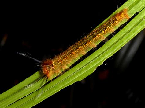 Euthrix Inobtrusa Euthrix Lasiocampidae Species Silkmoths And More