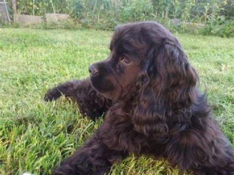 Saskia Lăcrămioara Sălăjan