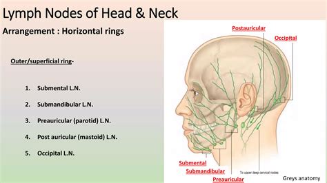 Lymphatic System Of Headandneck Tnm Staging 8th Edition Pptx
