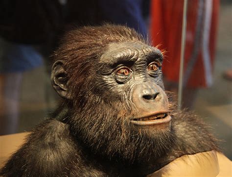 Sahelanthropus Tchadensis The Earliest Hominins Sahelanthropus