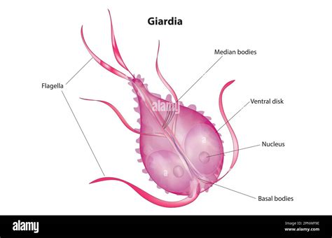 Giardia Lamblia Etichettata
