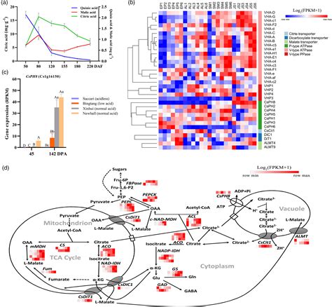 High‐spatiotemporal‐resolution Transcriptomes Provide Insights Into Fruit Development And