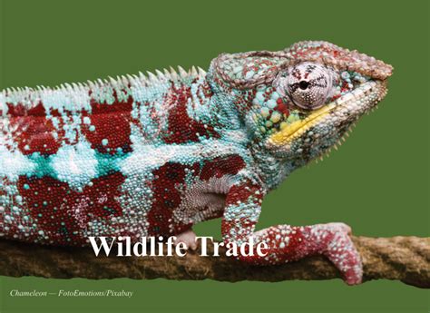 Icbt Working Groups Iwgs Biodiversity Mag