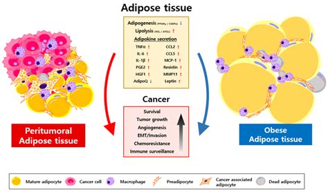 Alteration Of Gene Expression During Adipocyte Differentiation Download Scientific Diagram