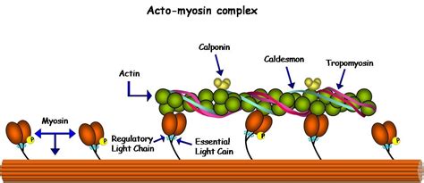 Lauzonlab Genevieve Bates