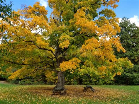 Old Oak Tree With Green Yellow Leaves 1 Stock Image Image Of Fall