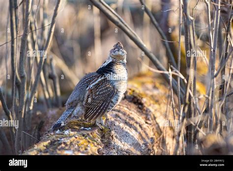 Do Ruffed Grouse Drum At Night At Helen Mckenzie Blog