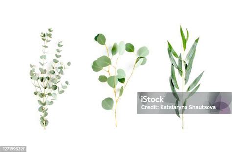 허브 녹색 가지의 혼합 흰색 배경에 유칼립투스와 식물 컬렉션을 떠난다 플랫 레이 상단 보기 0명에 대한 스톡 사진 및 기타 이미지 Istock