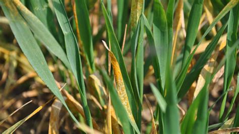 Early Control Needed For Rust In Wheat Farm Contractor And Large Scale Farmer Early Control Needed For Rust In Wheat Farm Contractor And Large Scale Farmer