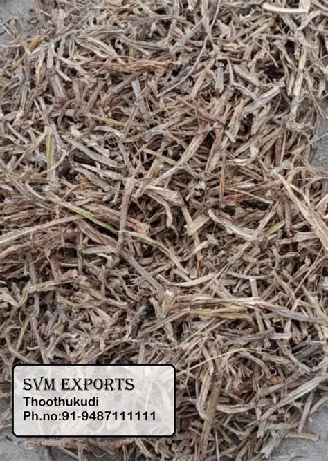 Cissus Quadrangularis Dried Leaves At ₹ 70kg Cissus Quadrangularis In Thoothukudi Id