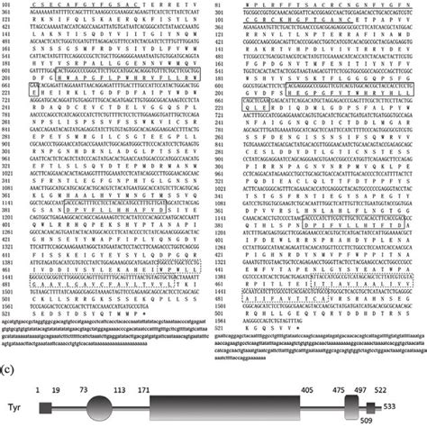 The Nucleotide And Amino Acid Sequence Of Tyr And Tyrp1 The Complete