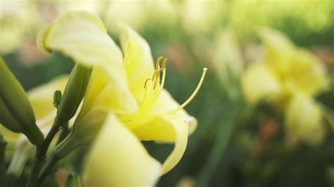 Grass Green Screen Stock Video Footage For Free Download