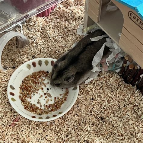 땅콩 마치 자다 일어나 밥 먹는 내 모습 🍚 드워프 햄스터 정글리안 정글리안햄스터 드워프햄스터 일상 골든 골든햄스터 로보 로보로브스키 햄찌