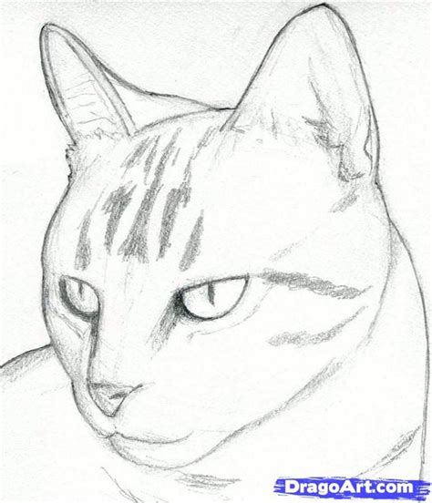 How To Draw A Cat Easy Realistic Howto Techno
