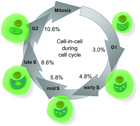 Schematic Illustration Of Cic Rates During The Progressing Cell Cycle Download Scientific