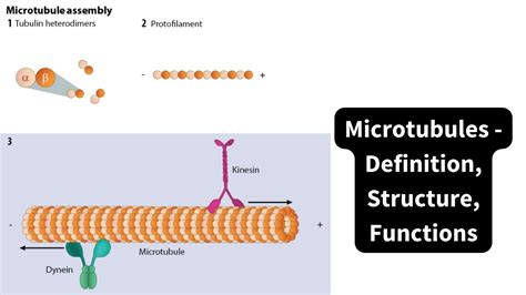 Plasmodesmata Definition Structure Functions And Diagram Biology Notes Online