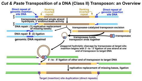 146 The Structure Of Eukaryotic Dna Class Ii Transposons Biology