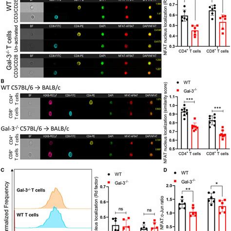 Gal 3 Drives T Cell Exhaustion Through Nfat Translocation A T Cells