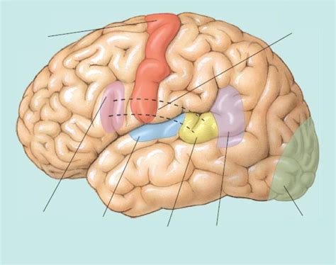 Unit 3 Brain Regions Involved In Language Processing Diagram Quizlet