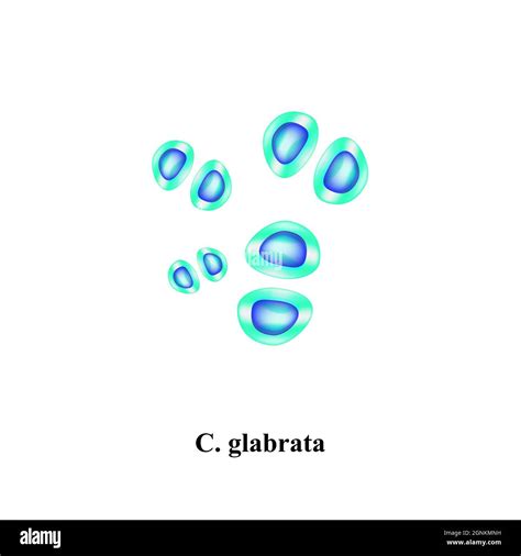 C Glabrata Candida Pathogenic Yeast Like Fungi Of The Candida Type