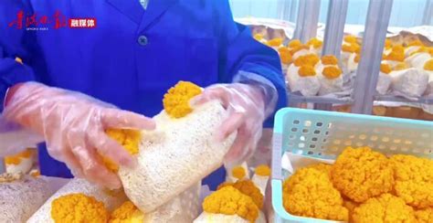 金耳菌绽放黄金花 腾讯新闻