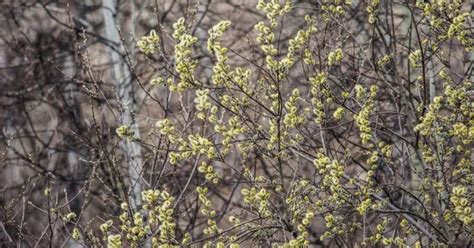 Popular Deciduous Forest Plants You Should Know About The Gardeners World