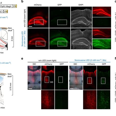Noninvasive Led Illumination Activates Pa Flp In Deep Brain Structures