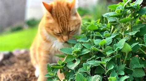 Catnip Can Be A Natural Bug Spray Letterly Journal