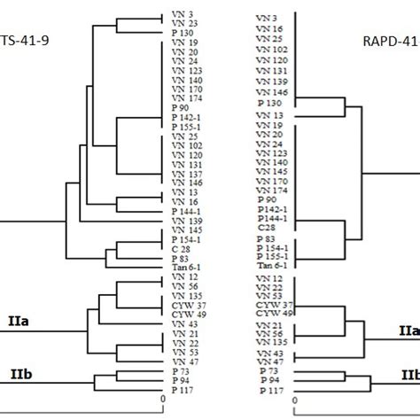 Comparison Of Phylogenetic Trees Constructed By Rapd Sts Analysis
