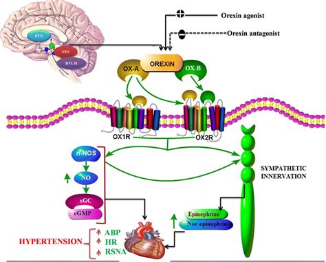 Orexinergic Neurons Orexin A And Orexin B From Hypothalamus Send Wide Download Scientific