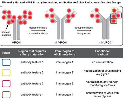 Broadly Neutralizing Hiv Antibodies Engineere Eurekalert