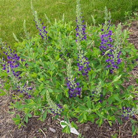 Baptisia ‘blueberry Sundae Decadence® Blueberry Sundae False Indigo