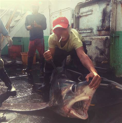 Exclusive Shark Finning Rampant Across Chinese Tuna Firms Fleet