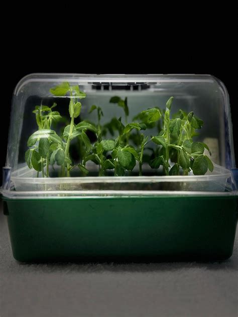 Seed Test Without Control Standard Package Ggas Hi Tech Labs