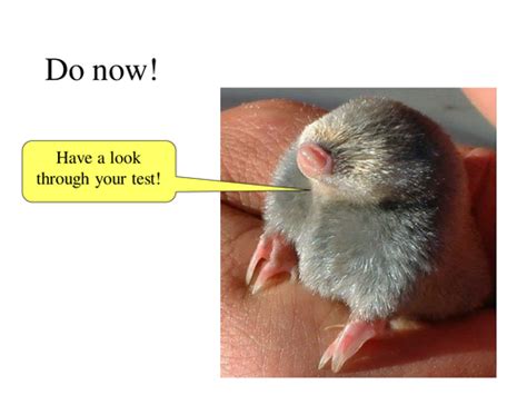 Moles Gcse Igcse And Intro In A Level Teaching Resources