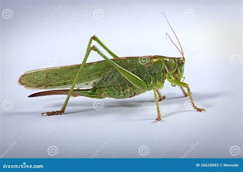 Grasshopper Stock Image Image Of Green Nature Antenna 26628883