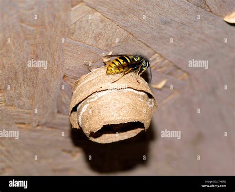 Queen Wasp On Nest Hi Res Stock Photography And Images Alamy