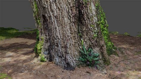 3d Model Mossy Tree Trunk Turbosquid 2138154